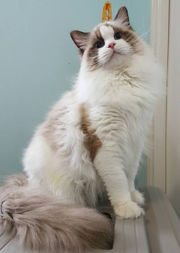 Ohemgee Cattery - Past Kittens