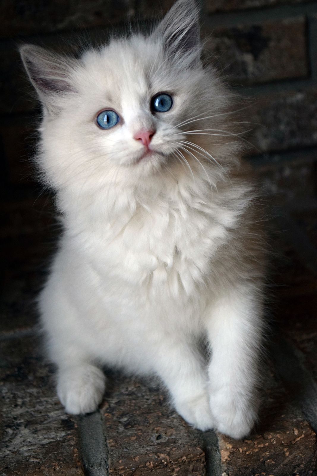 Ohemgee Cattery - Past Kittens