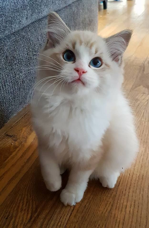 Ohemgee Cattery - Past Kittens