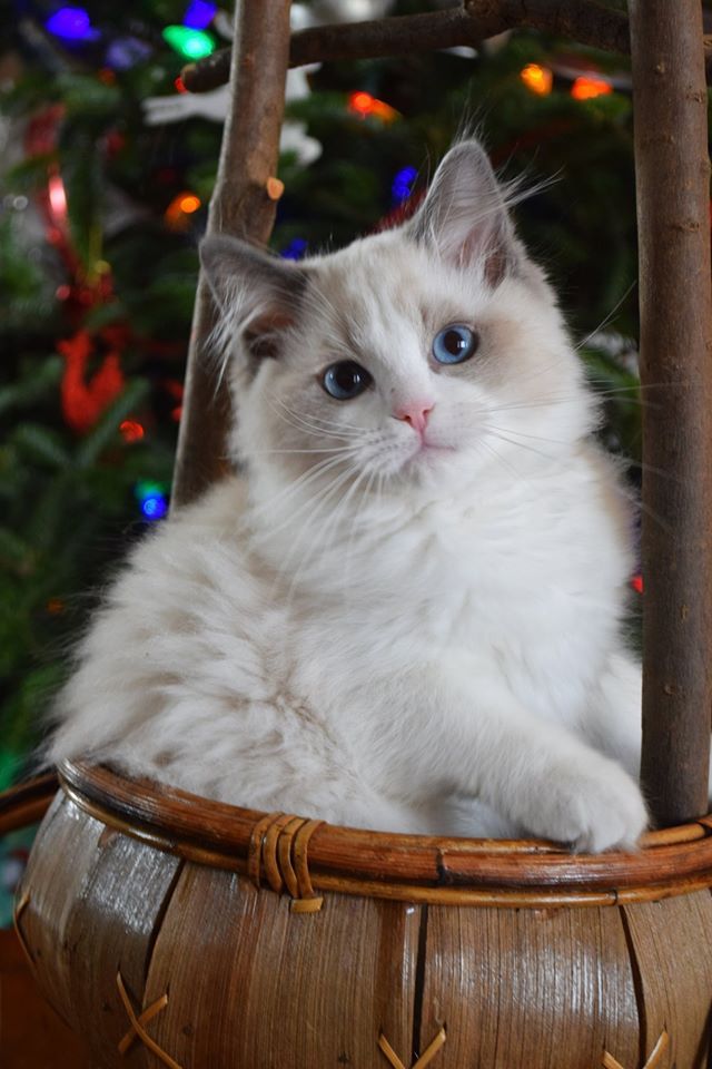 Ohemgee Cattery - Past Kittens