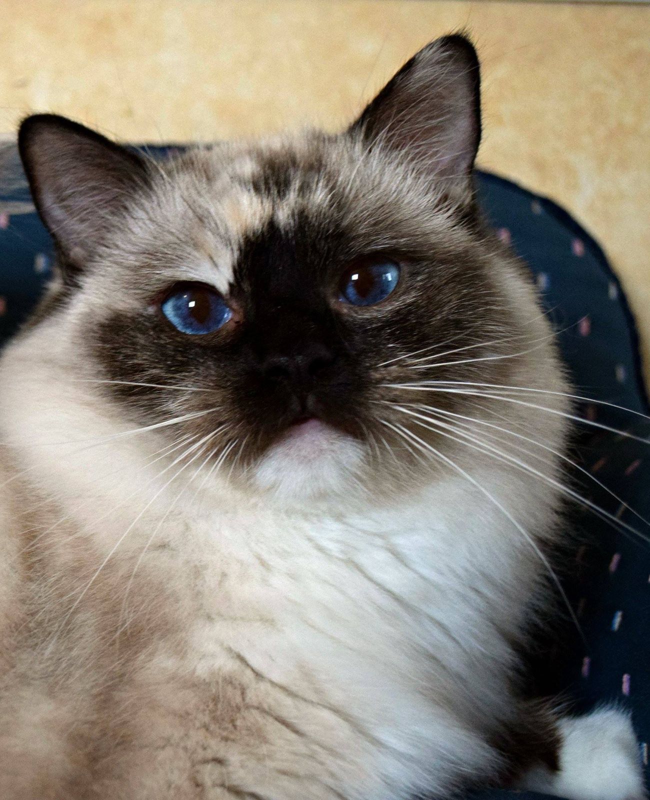 Ohemgee Cattery - Past Kittens