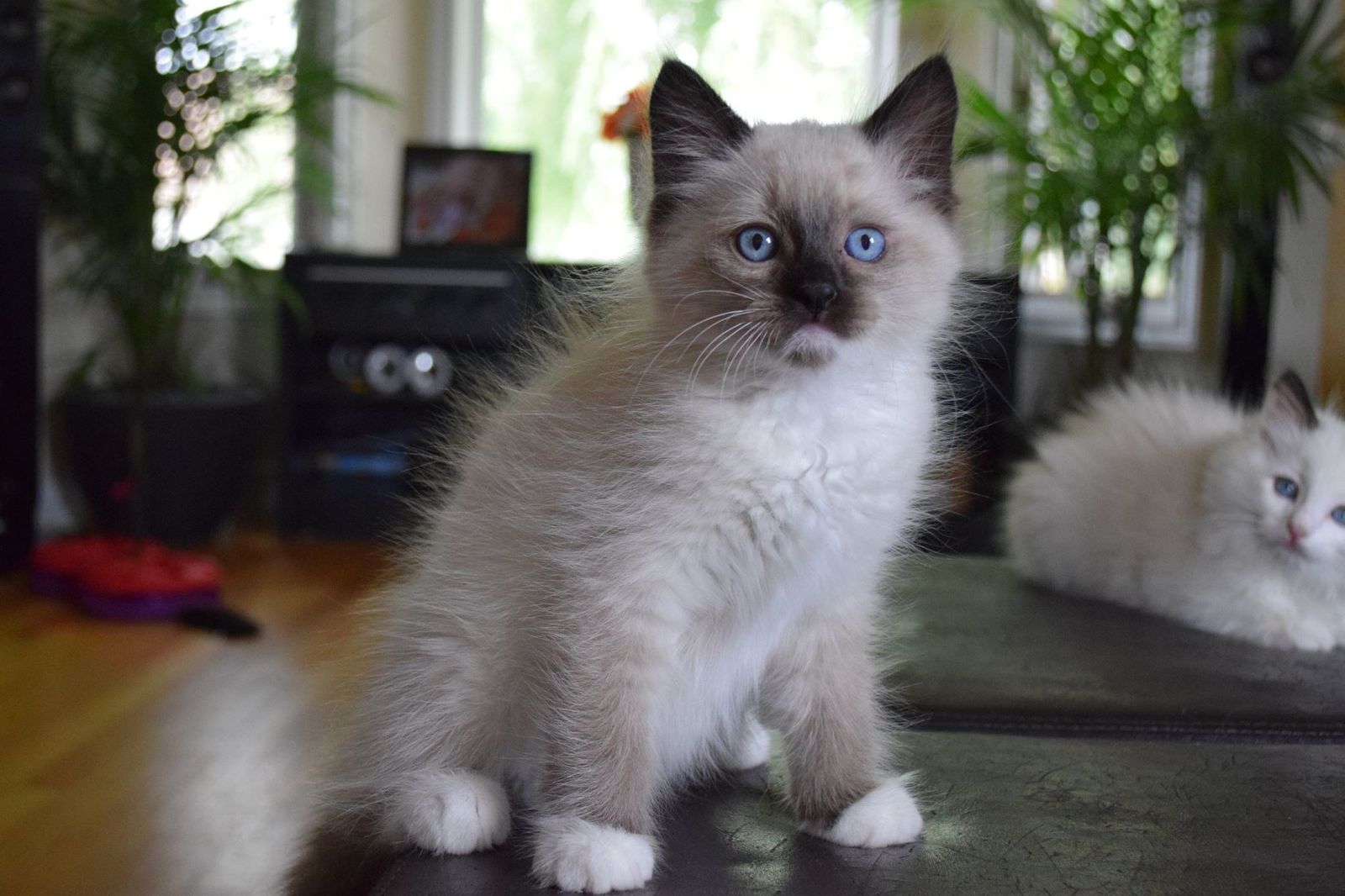 Ohemgee Cattery - Past Kittens