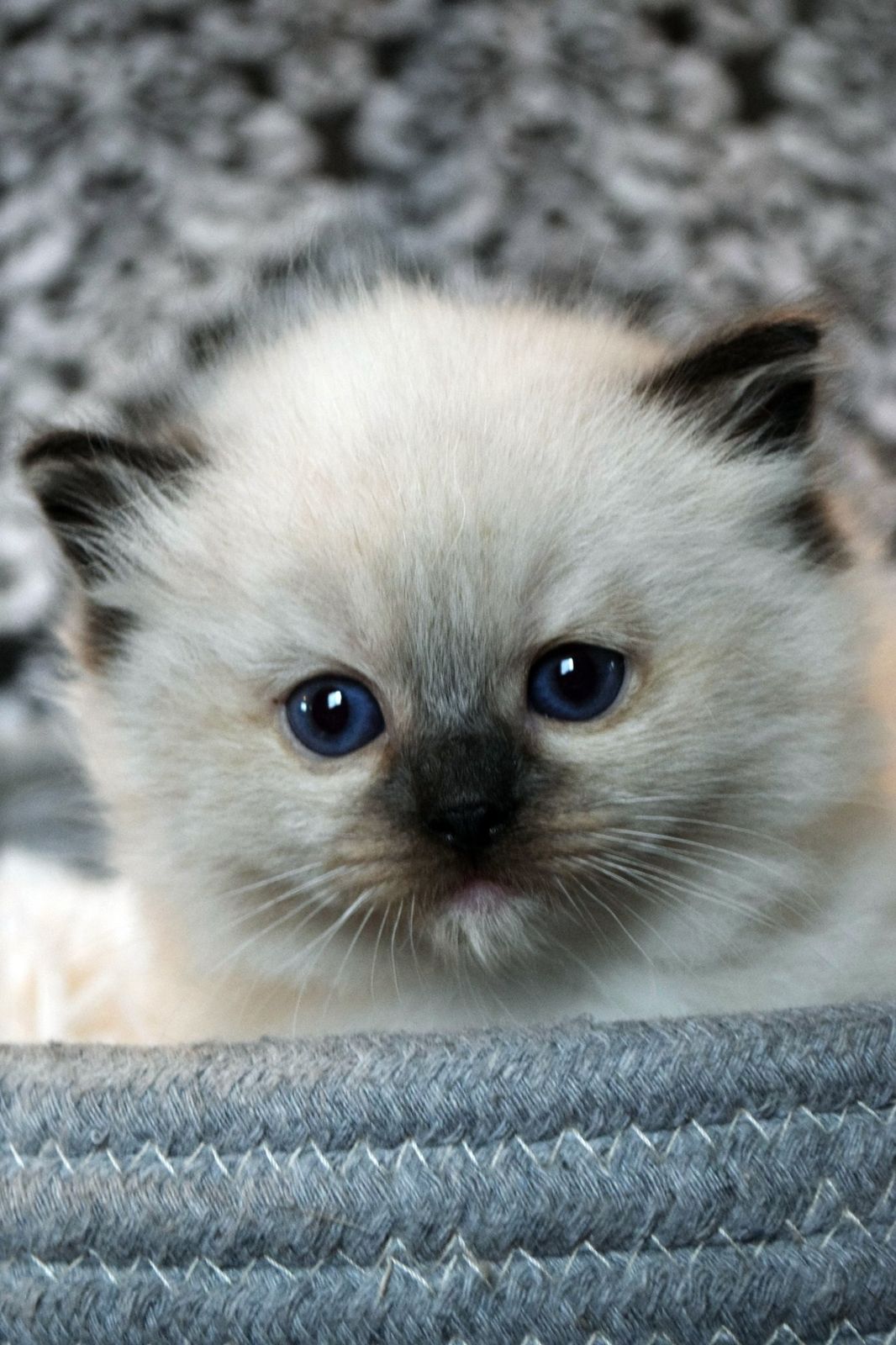 Ohemgee Cattery - Past Kittens