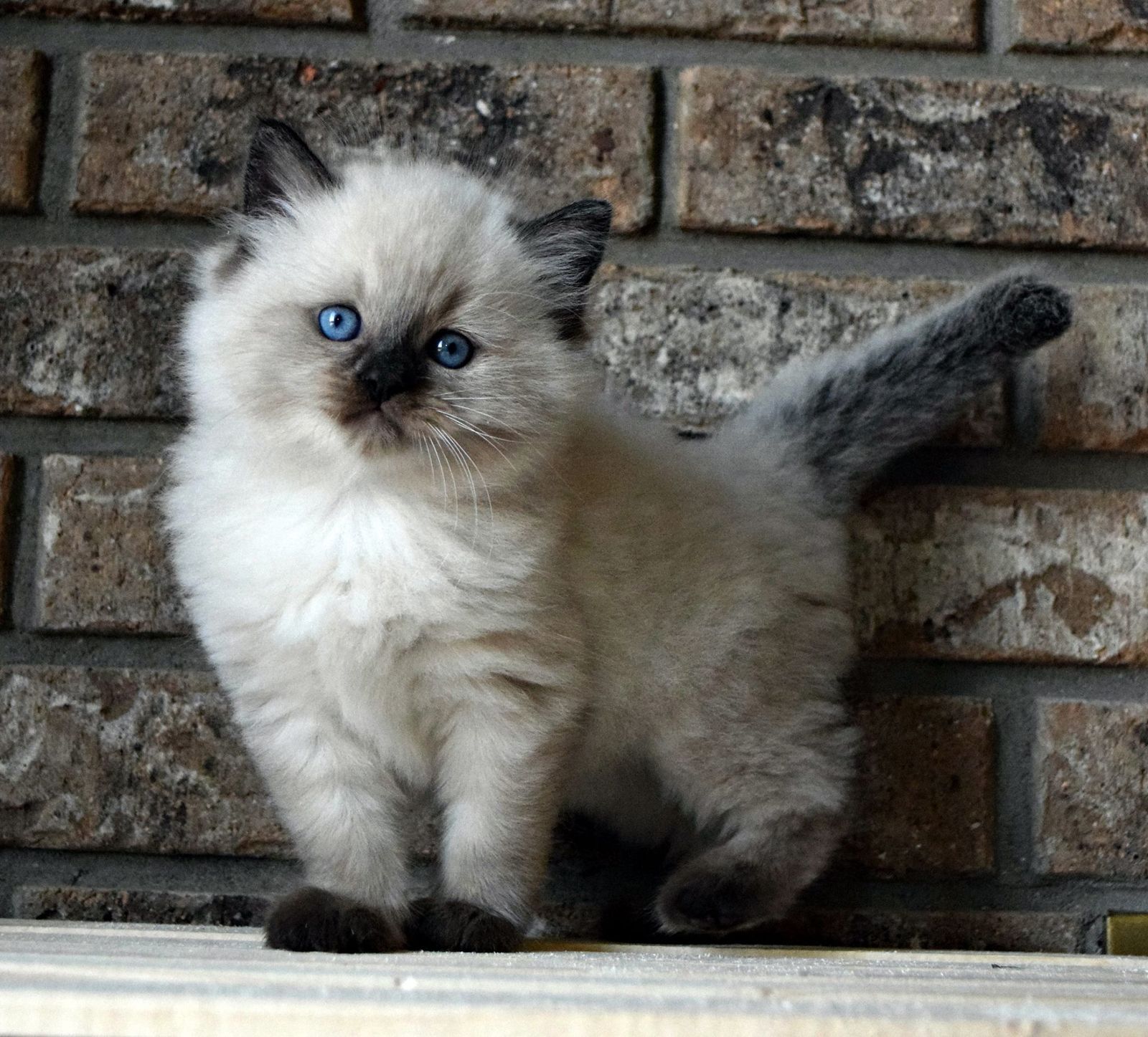 Ohemgee Cattery - Past Kittens