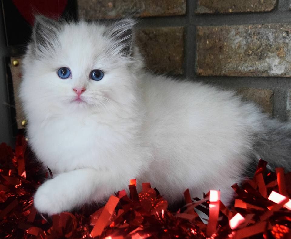 Ohemgee Cattery - Past Kittens