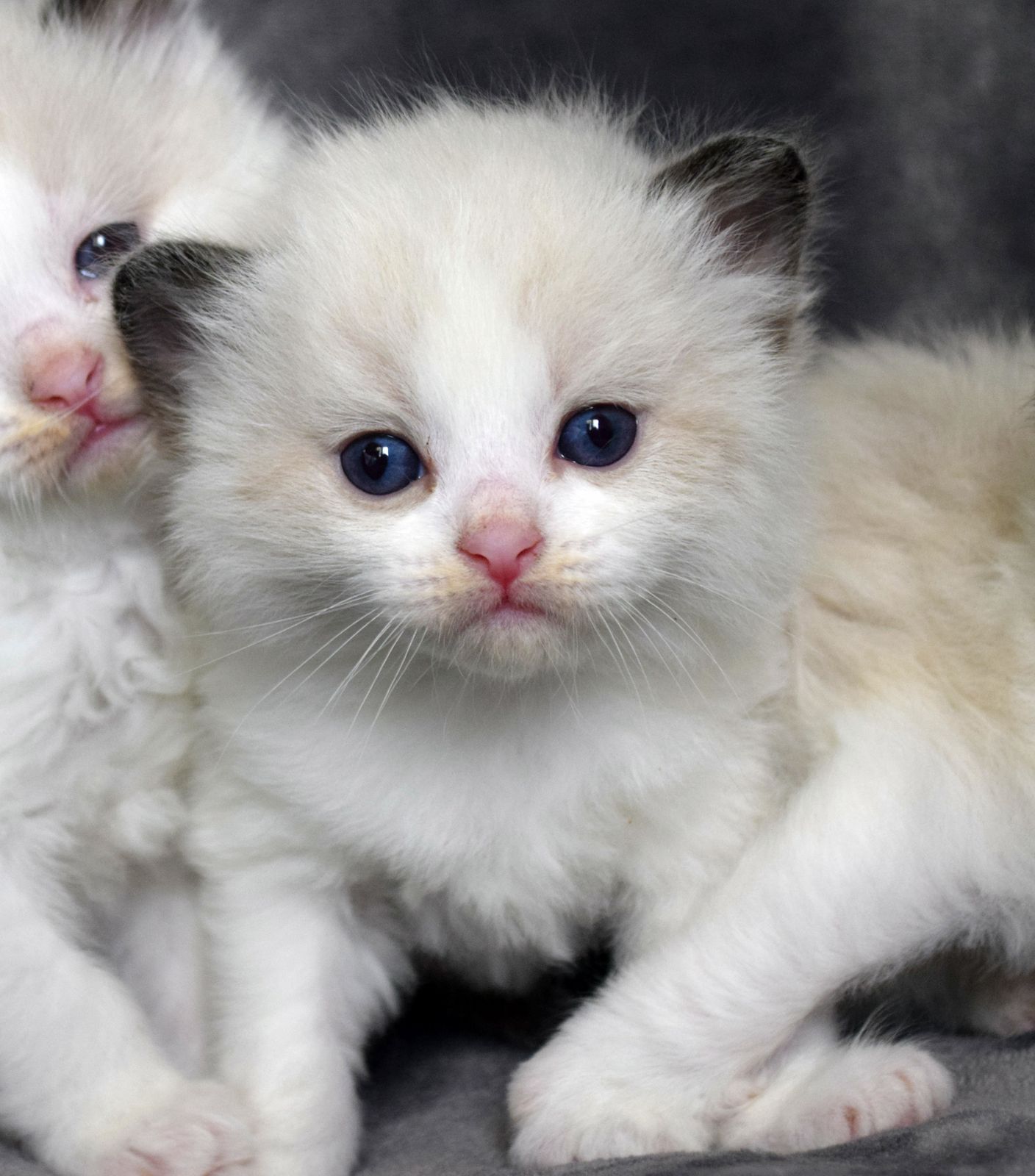 Ohemgee Cattery - Past Kittens