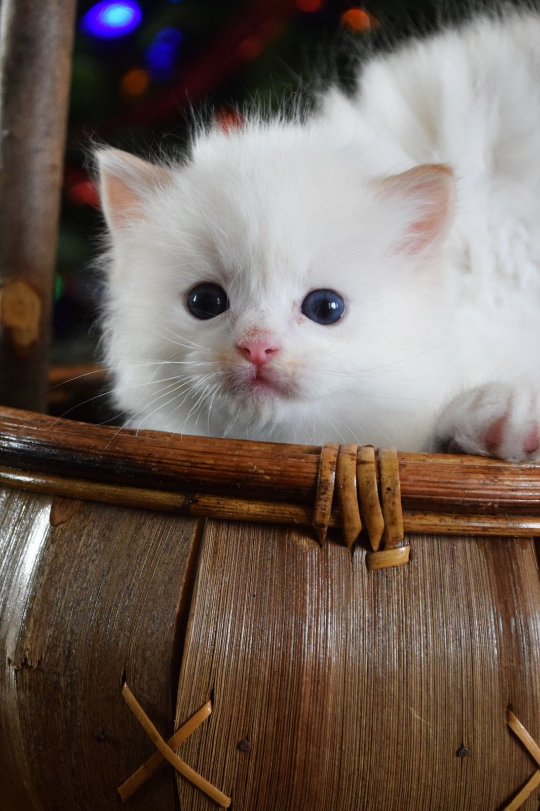 Ohemgee Cattery - Past Kittens