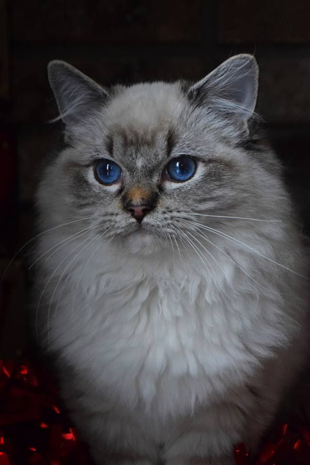 Ohemgee Cattery - Past Kittens