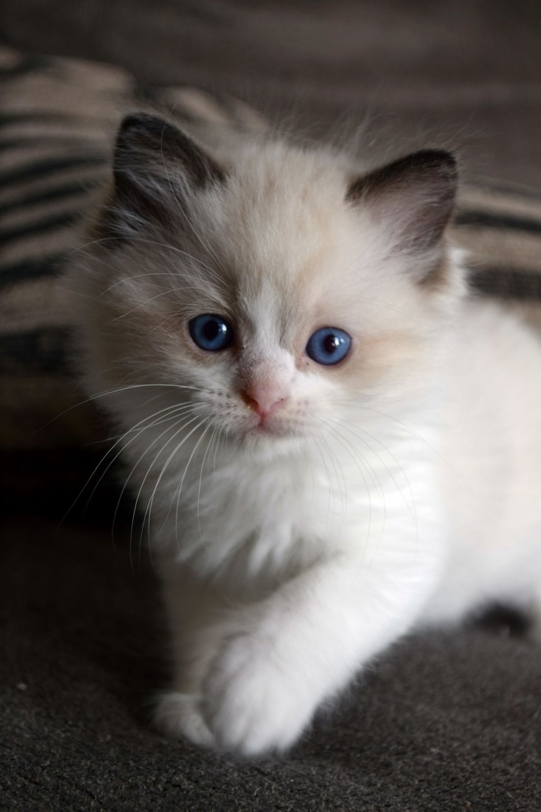 Ohemgee Cattery - Past Kittens