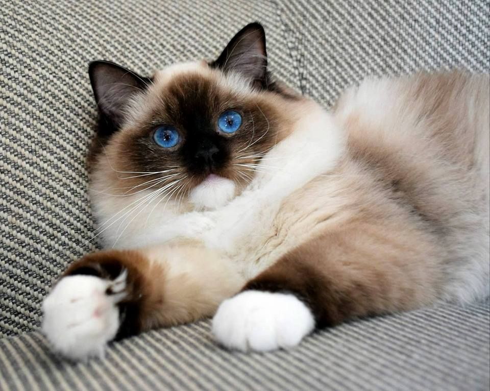 Ohemgee Cattery - Past Kittens