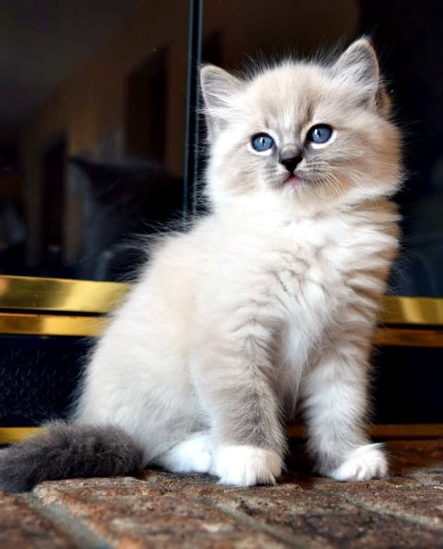 Ohemgee Cattery - Past Kittens