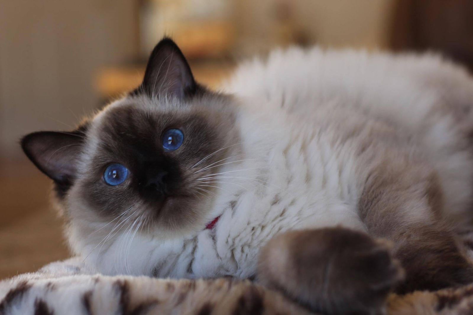 Ohemgee Cattery - Past Kittens