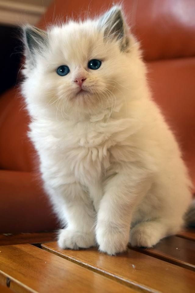 Ohemgee Cattery - Past Kittens