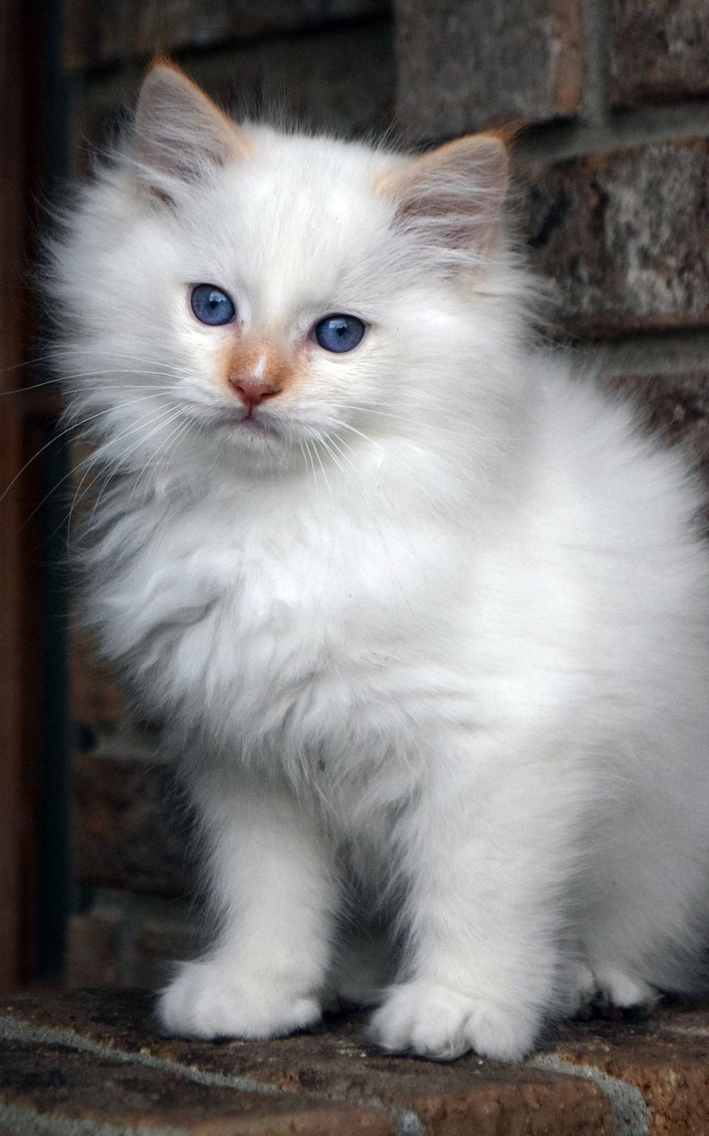 Ohemgee Cattery - Past Kittens