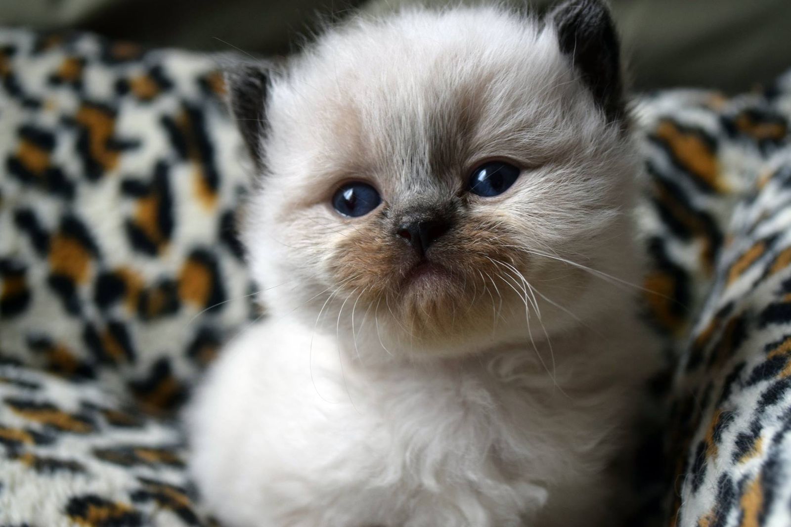 Ohemgee Cattery - Past Kittens