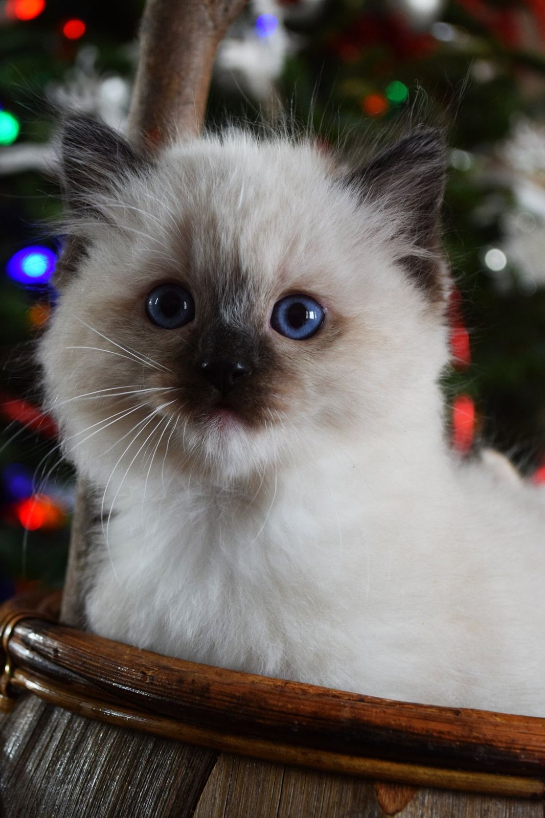 Ohemgee Cattery - Past Kittens