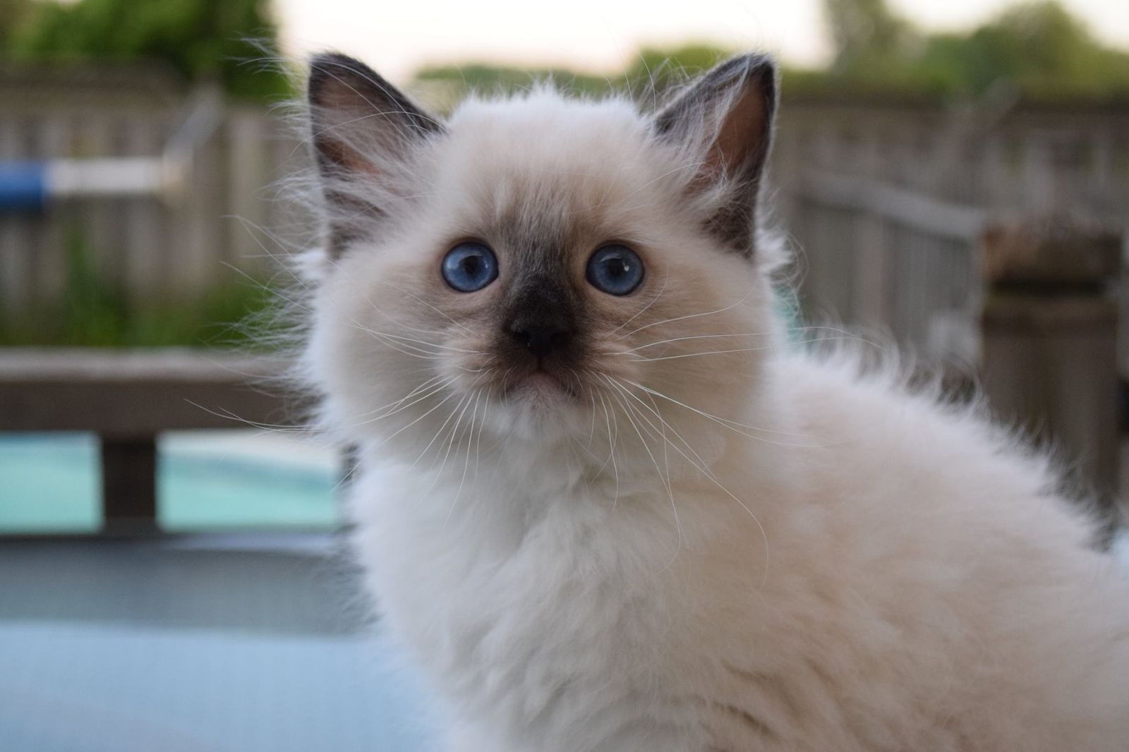 Ohemgee Cattery - Past Kittens
