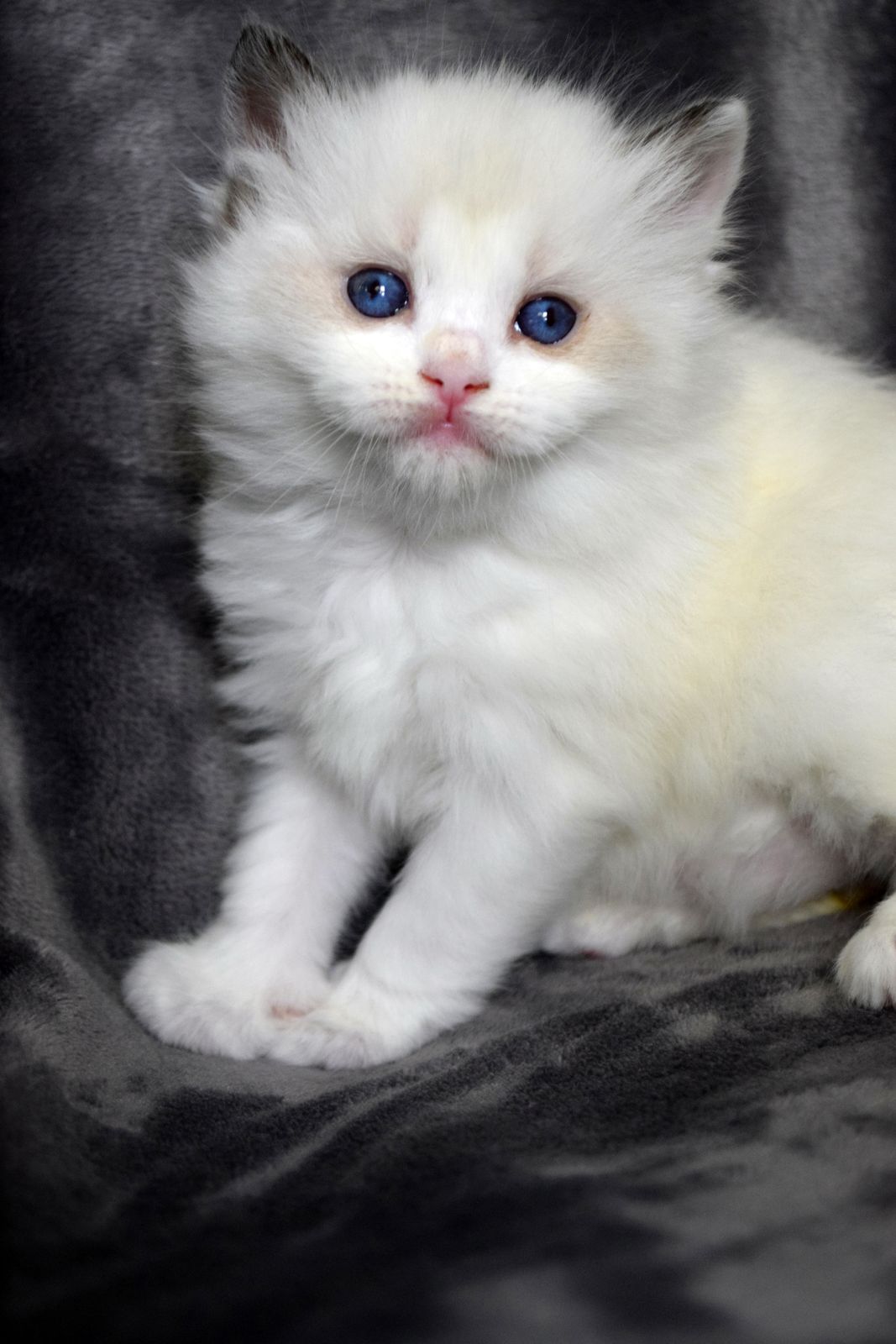 Ohemgee Cattery - Past Kittens