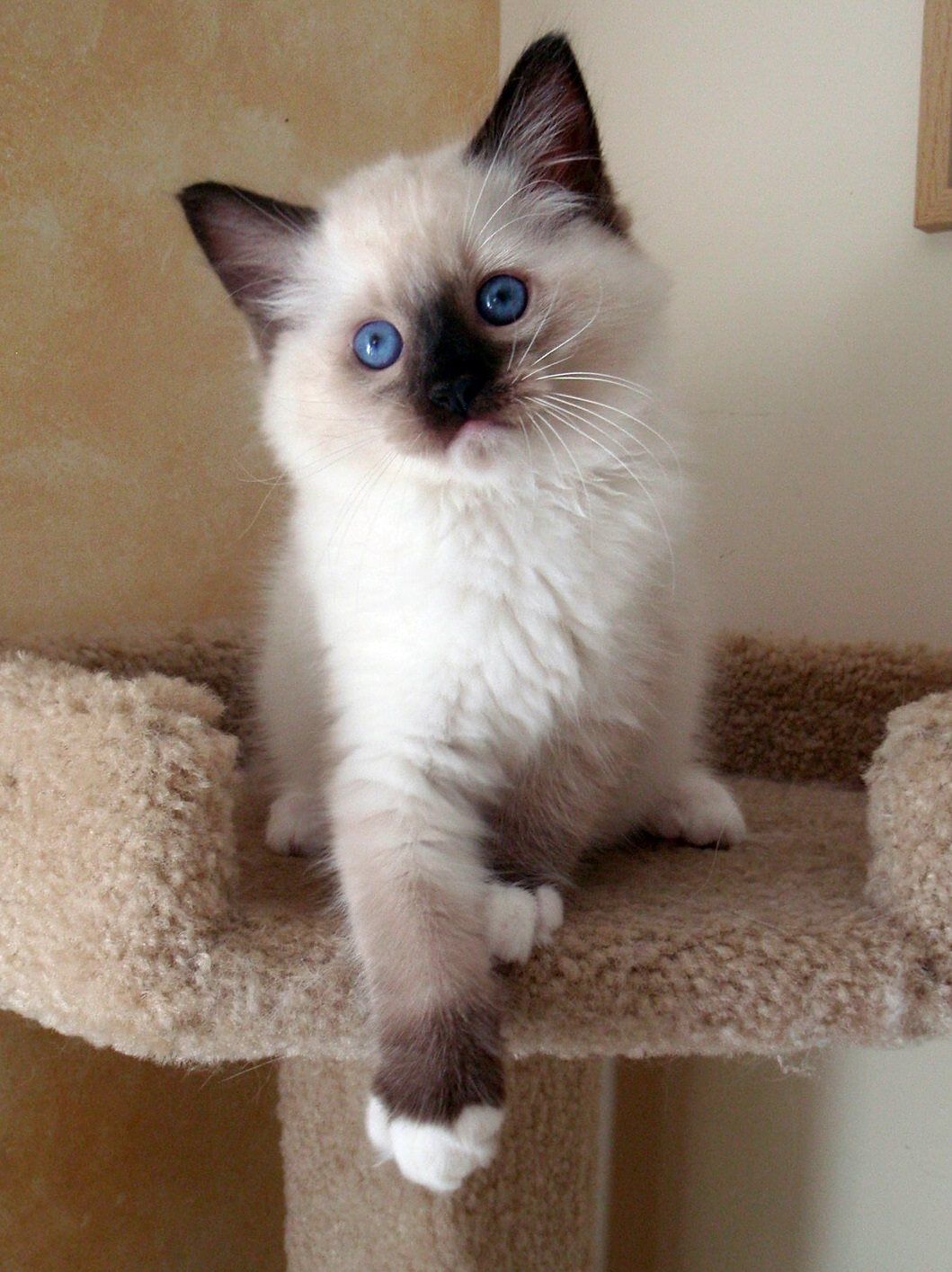 Ohemgee Cattery - Past Kittens