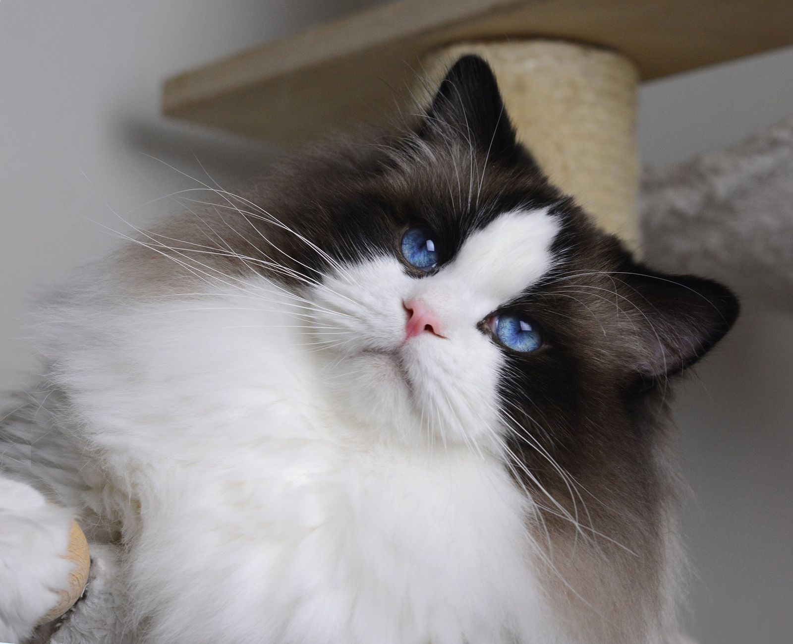 Ohemgee Cattery - Past Kittens