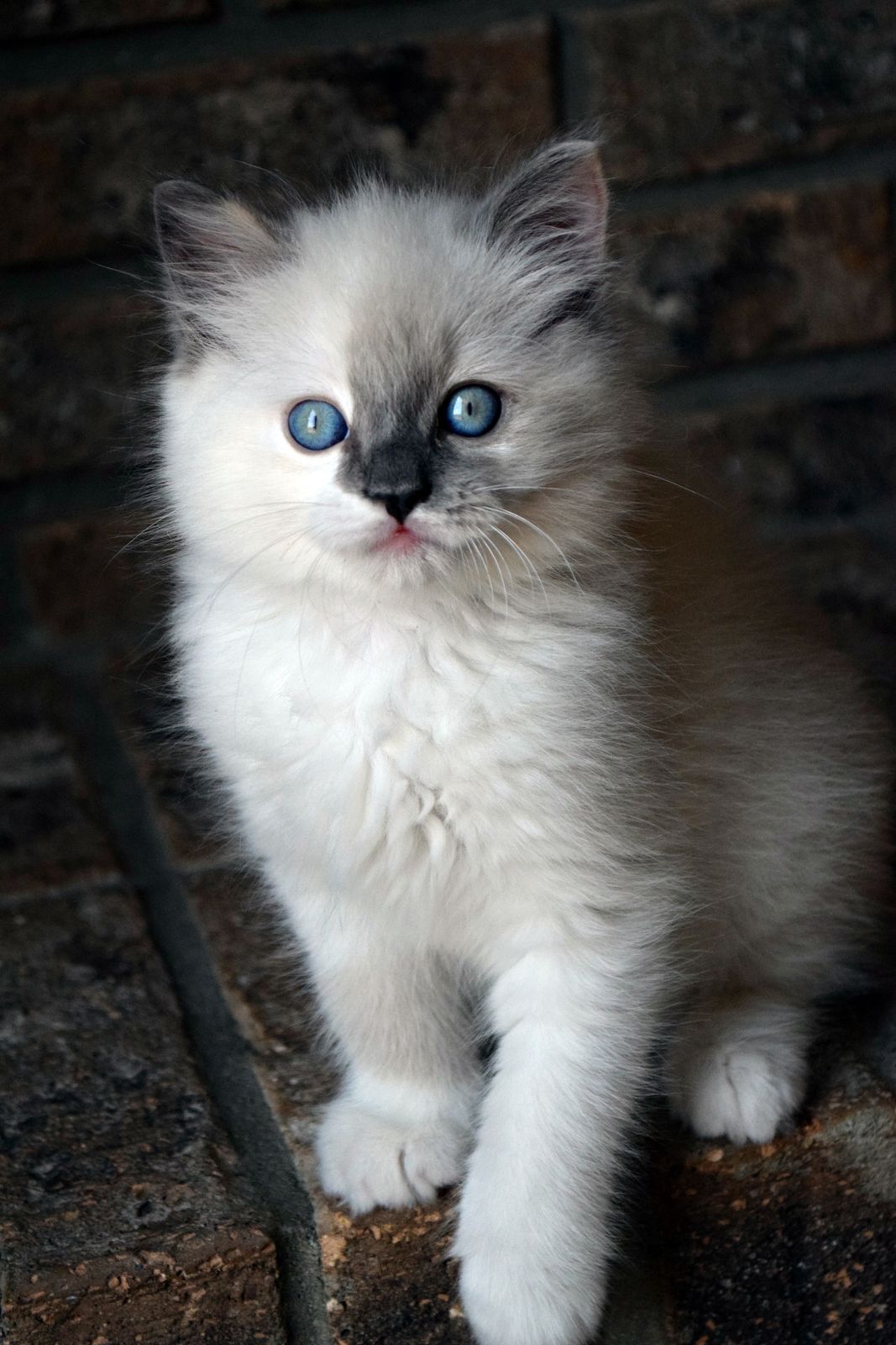 Ohemgee Cattery - Past Kittens