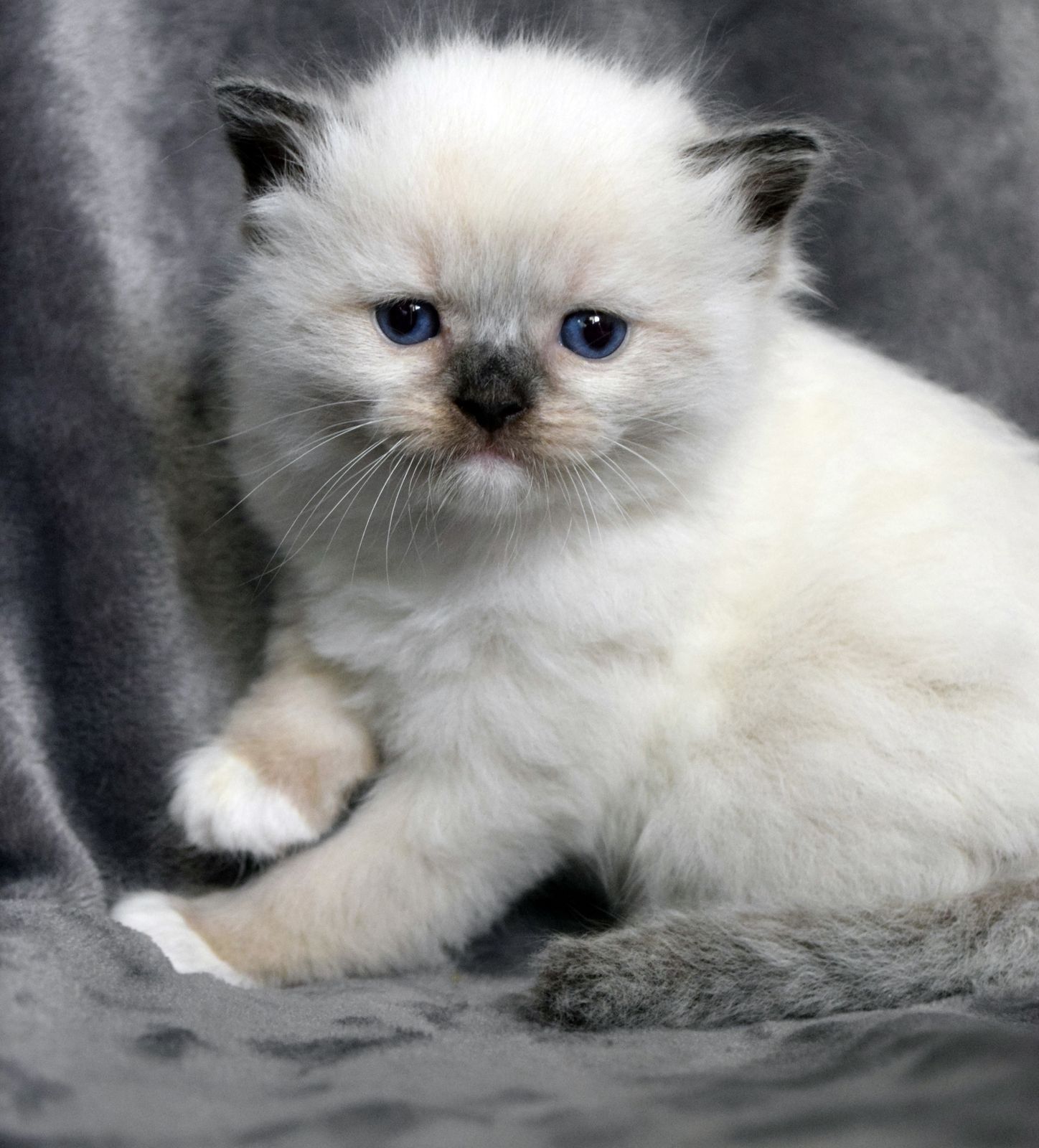 Ohemgee Cattery - Past Kittens