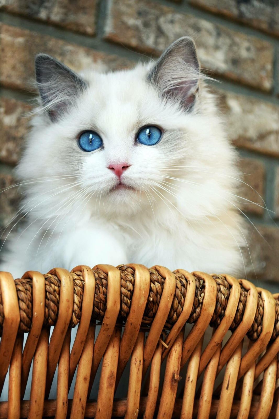 Ohemgee Cattery - Past Kittens