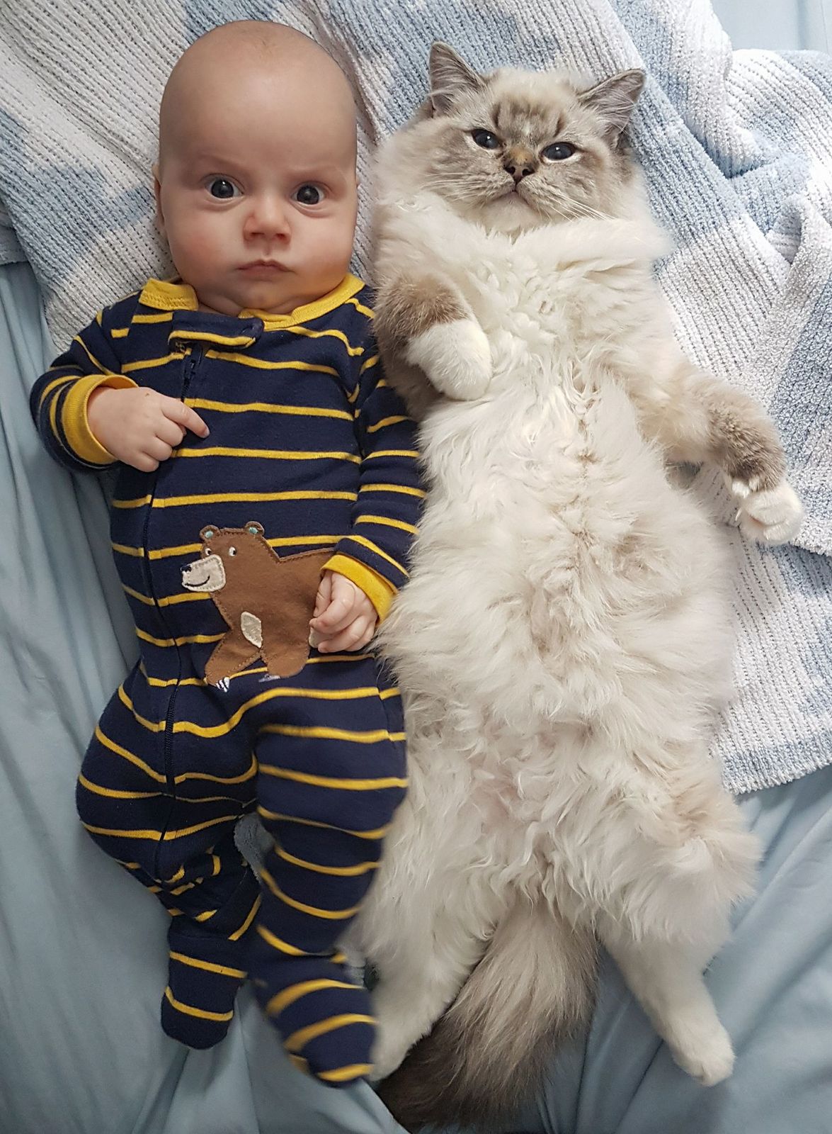 Ohemgee Cattery - Past Kittens