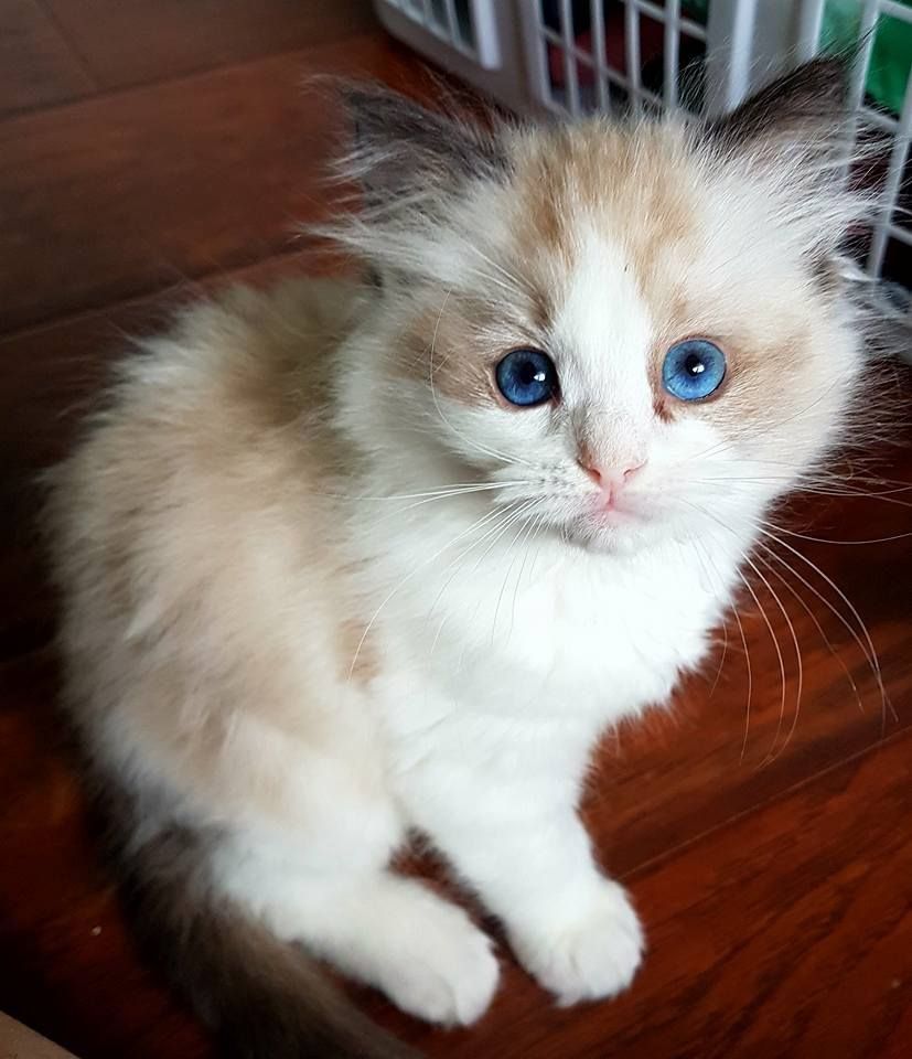 Ohemgee Cattery - Past Kittens