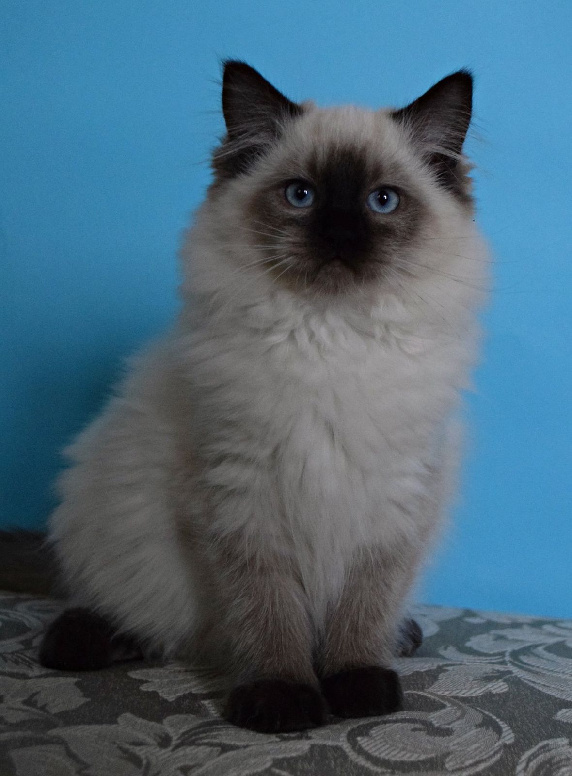 Ohemgee Cattery - Past Kittens