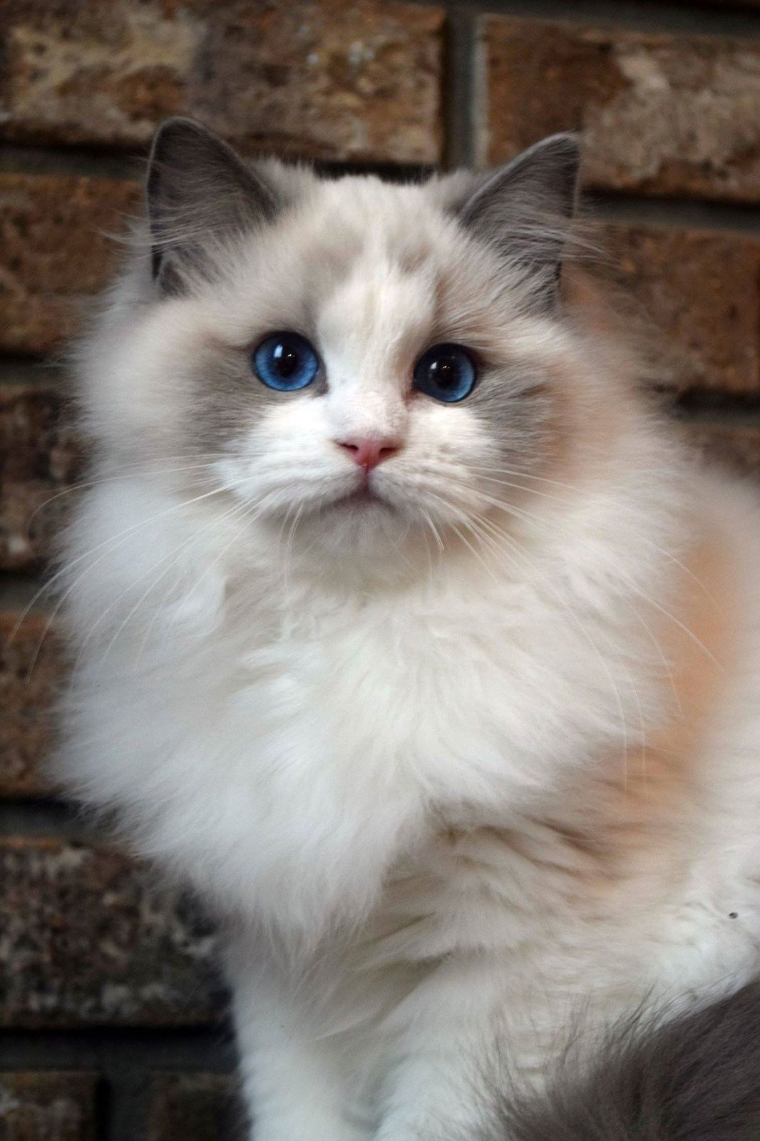 Ohemgee Cattery - Past Kittens