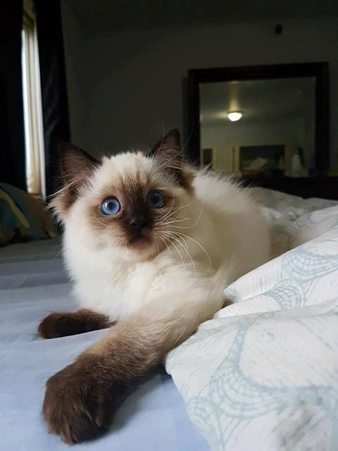 Ohemgee Cattery - Past Kittens