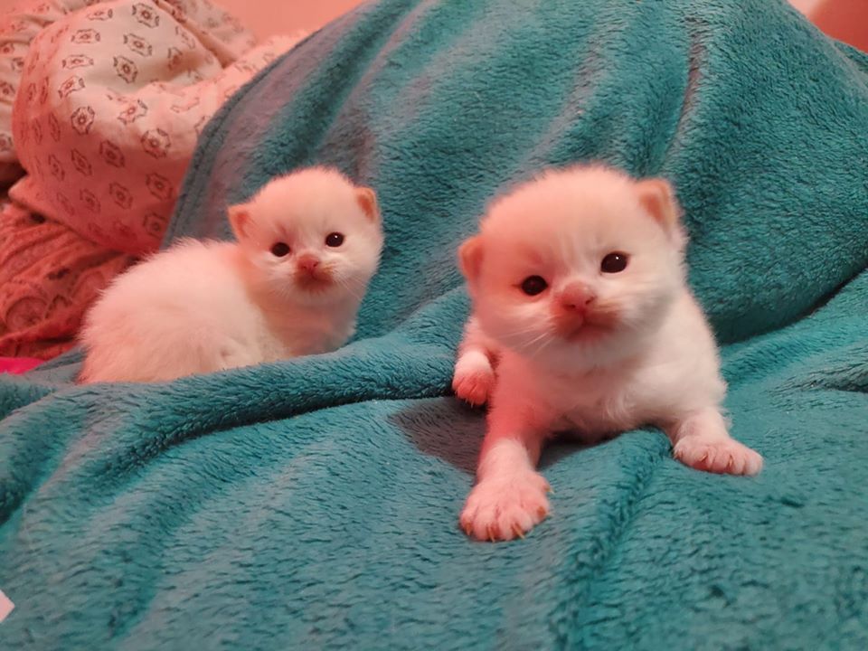 Ohemgee Cattery - Past Kittens