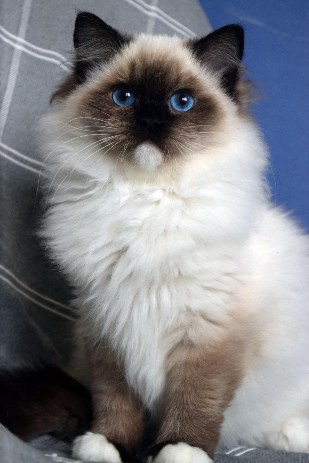 Ohemgee Cattery - Past Kittens