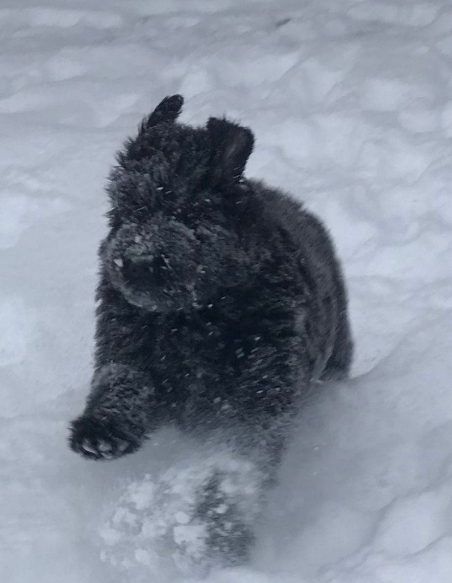 Perrin Bouvier des Flanders