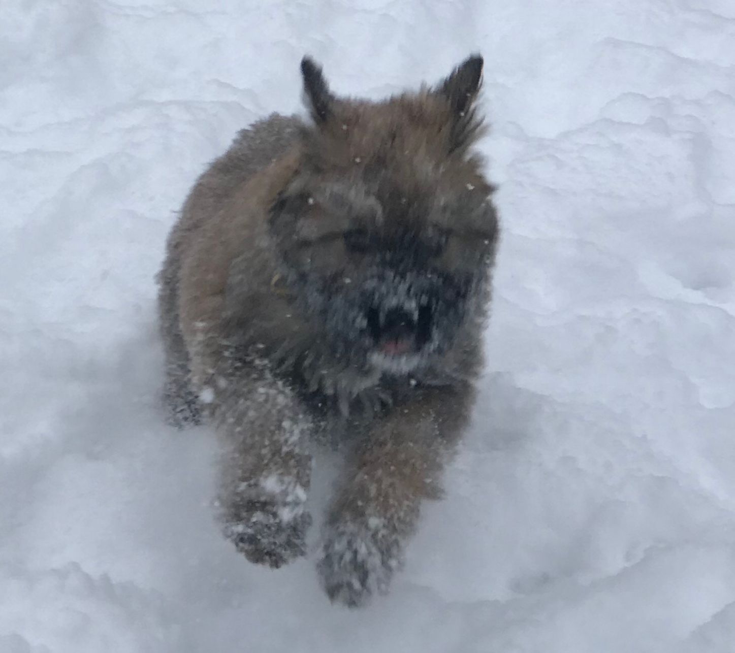 Perrin Bouvier des Flanders