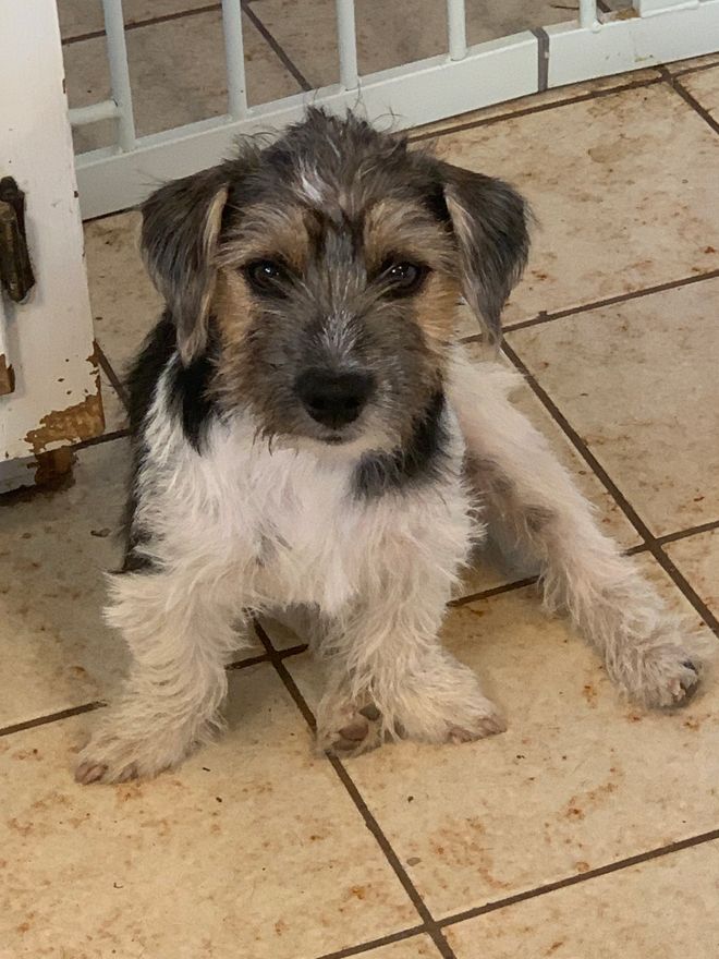 Claddagh Pastures - Puddin' Jack Russells