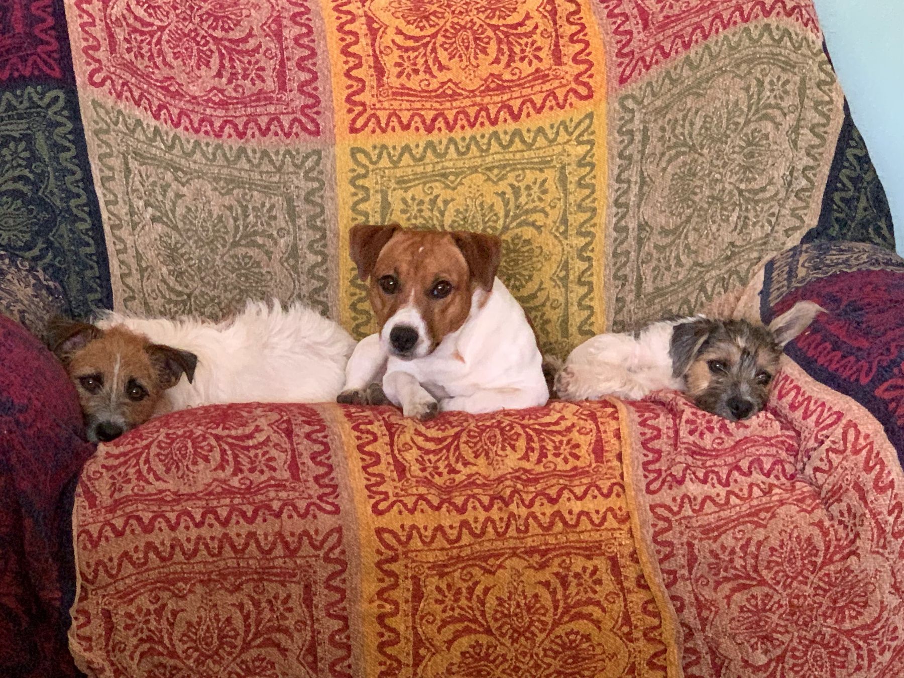 Claddagh Pastures - Puddin' Jack Russells