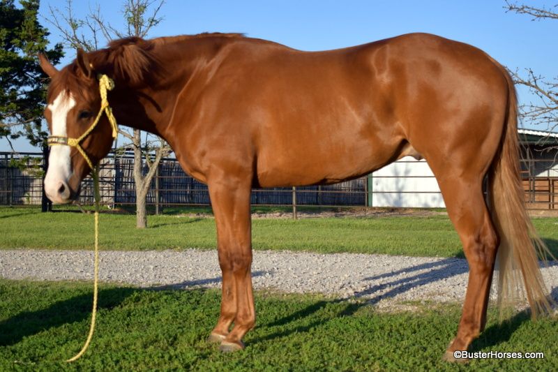 BusterHorses.com - Reviews