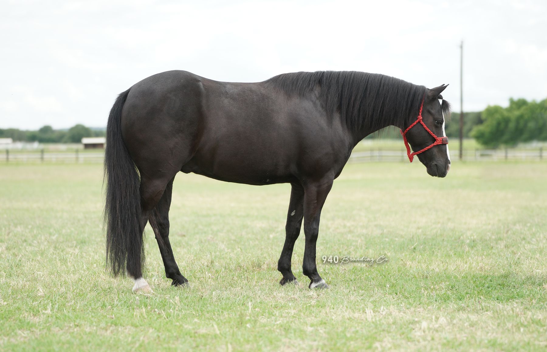 BusterHorses.com - Rolex The Super Pony