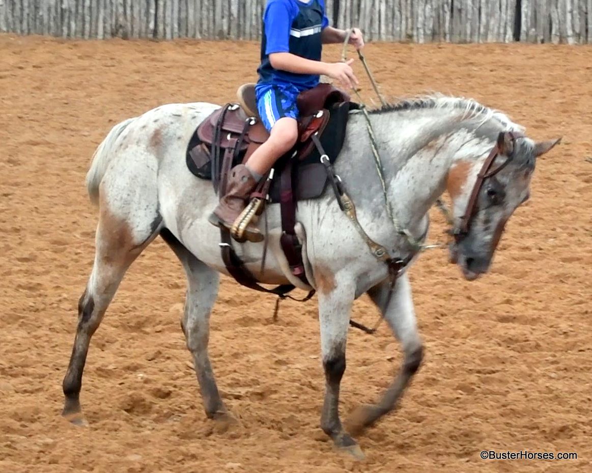 BusterHorses.com - Lesson Program