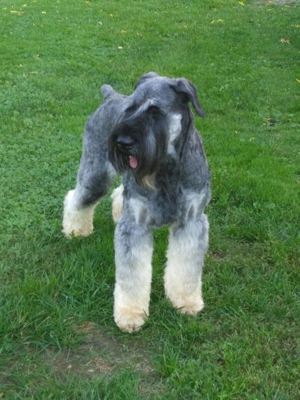 Hannover Giant Schnauzers - Available Adult Dogs