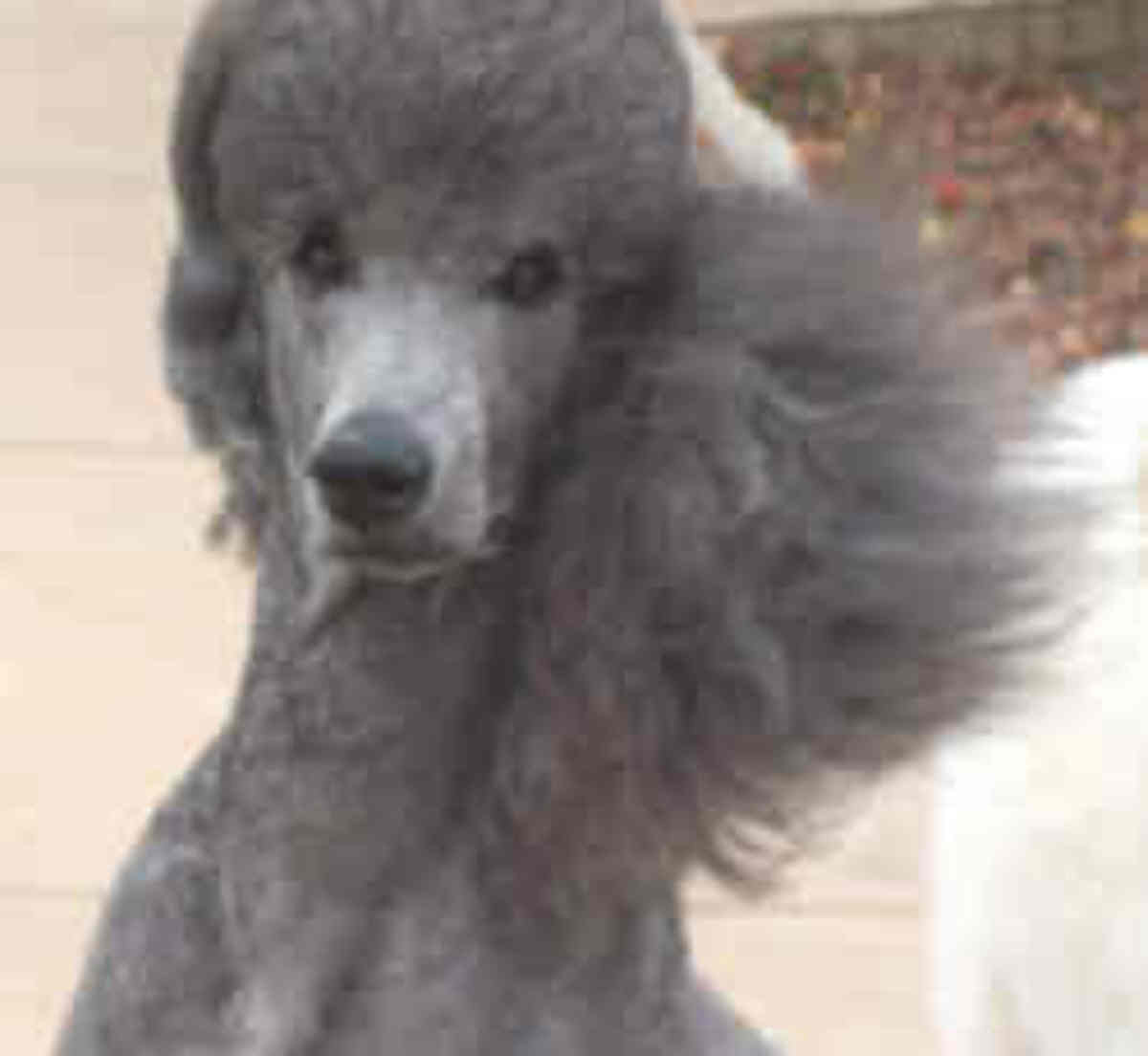 Desert Reef Poodles - Our Poodles