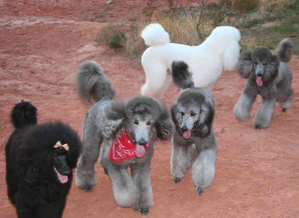 Desert Reef Poodles - Photo Fun