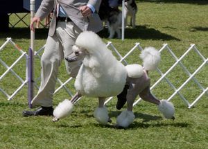 Desert Reef Poodles - Previously