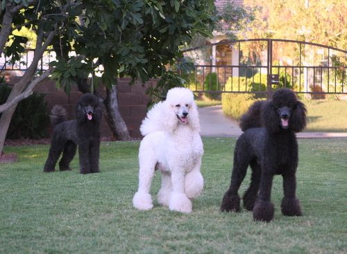 Desert Reef Poodles - Photo Fun
