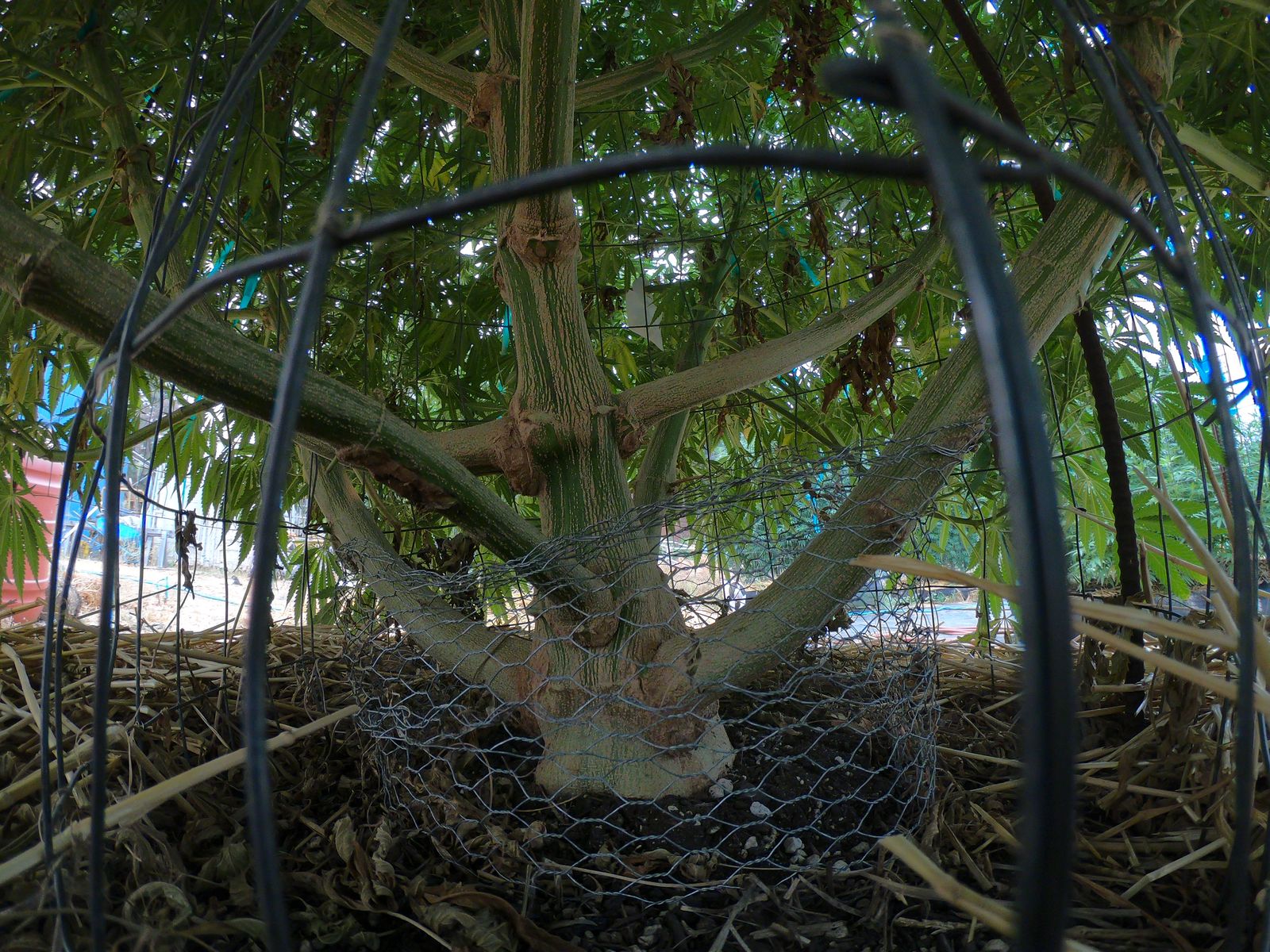 Mendo Dope Farms - How To Grow Class