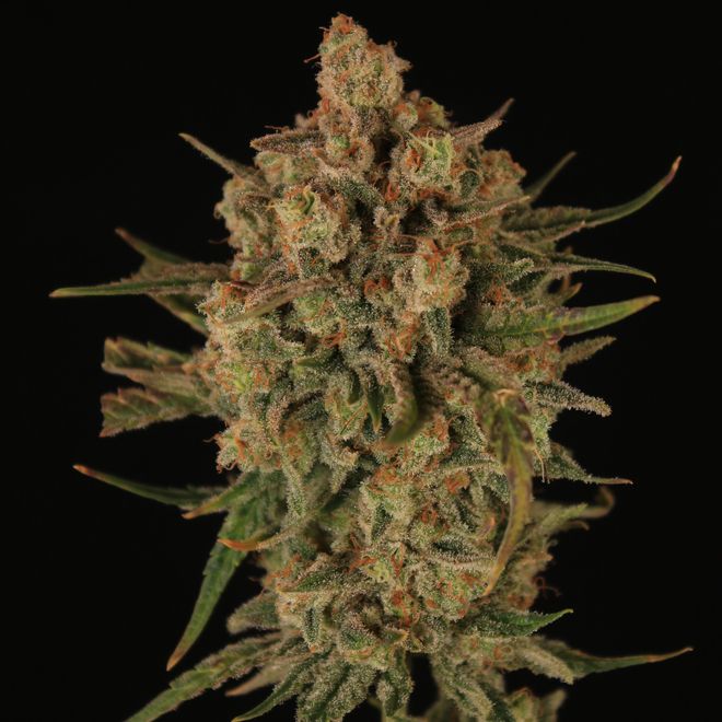 Mendo Dope Farms - Genetics