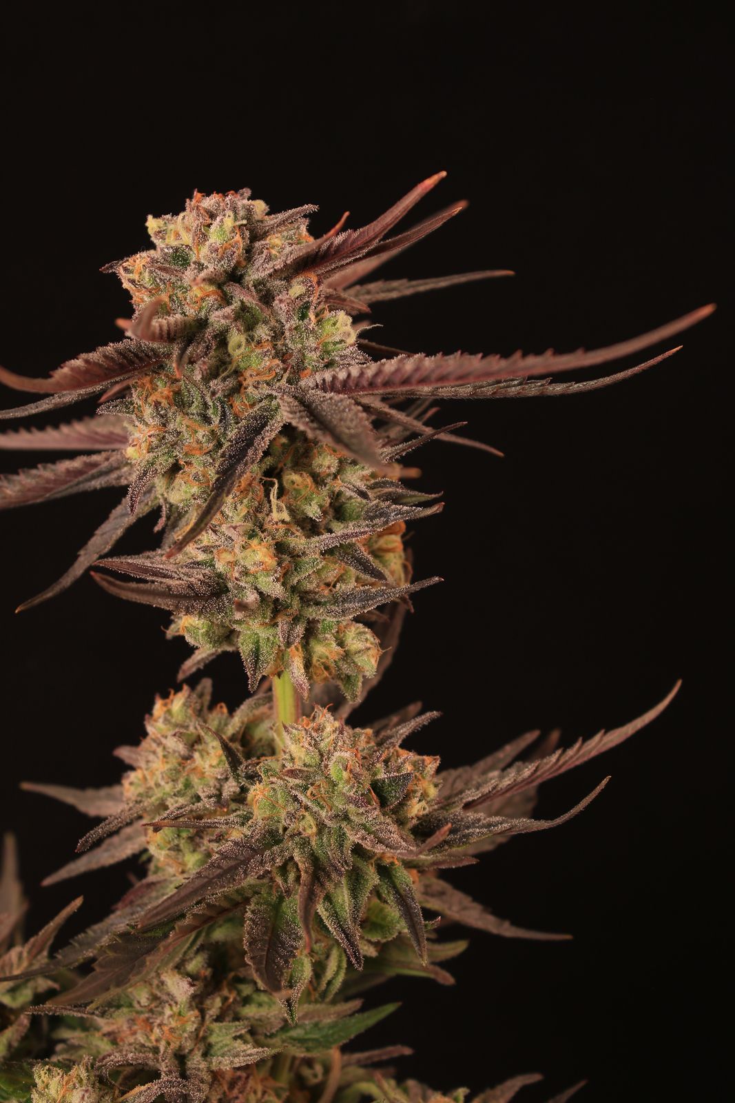 Mendo Dope Farms - Flowers