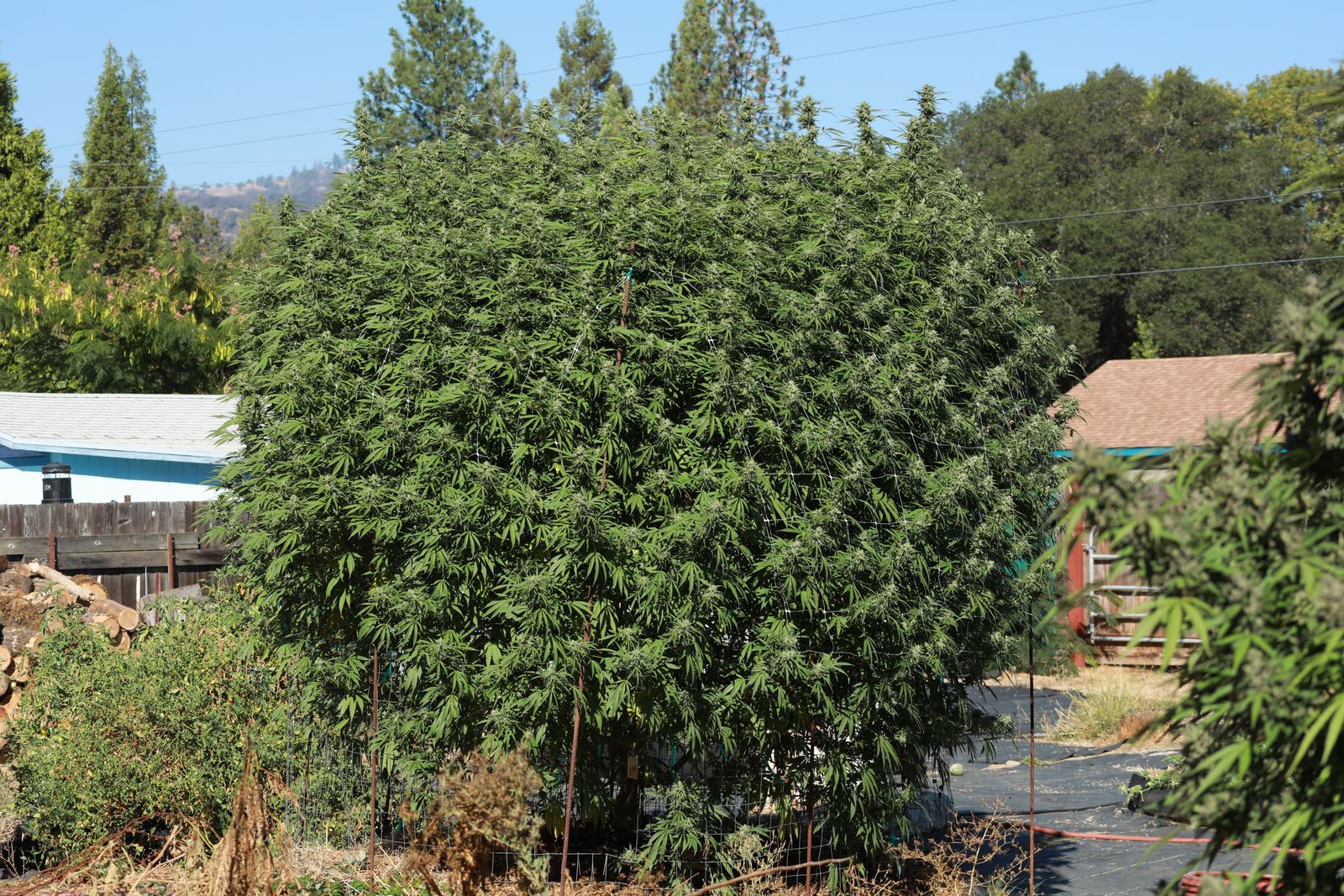 Mendo Dope Farms - How To Grow Class